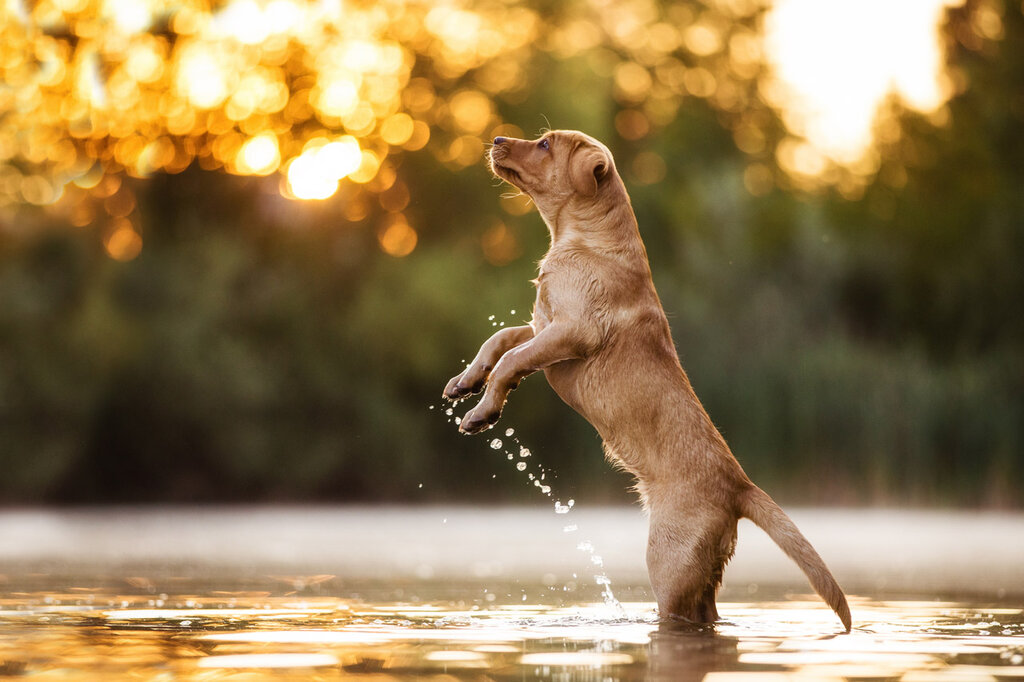 Labrador Retriever