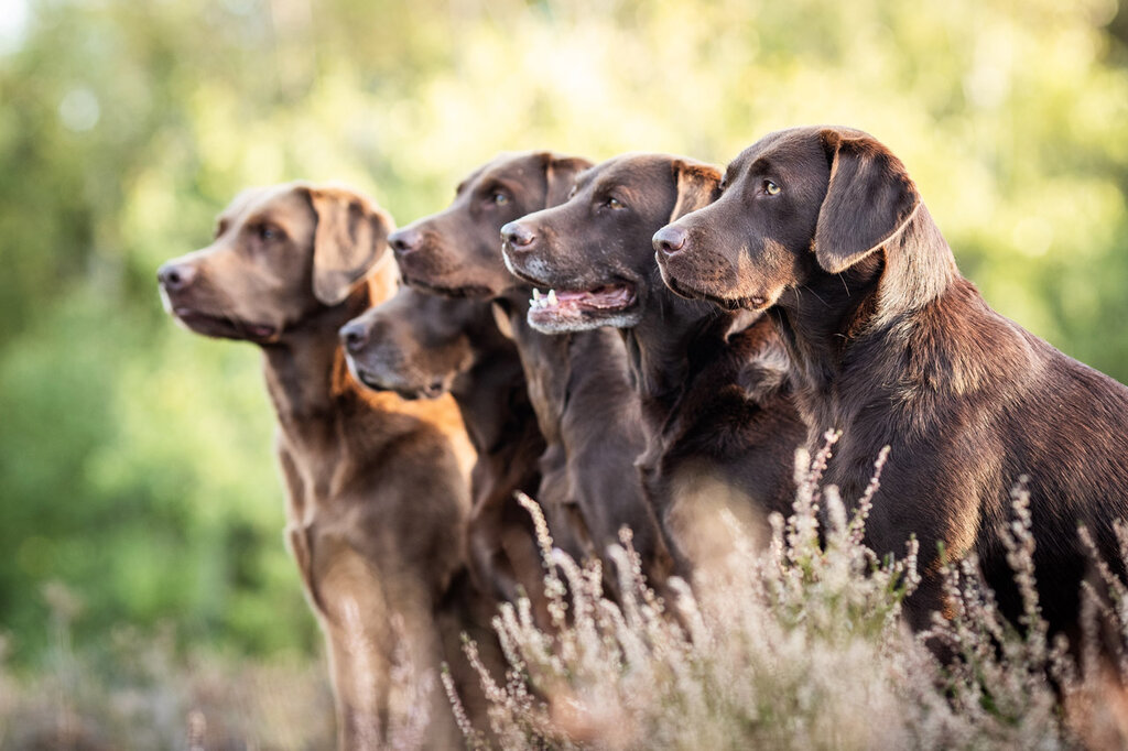 Labrador Retriever