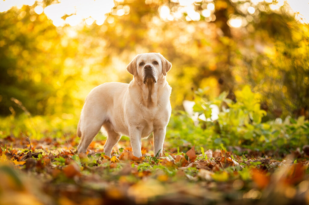 Labrador Retriever